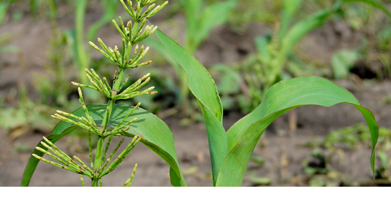 Malezas comunes en el maíz