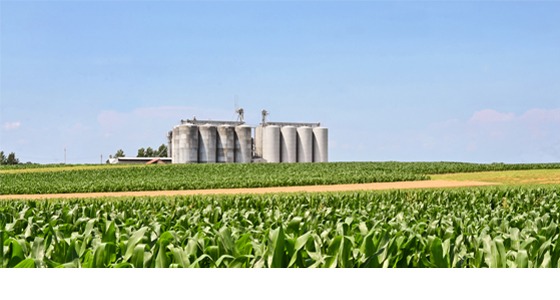 Consejos de la FAO para el almacenamiento del maíz